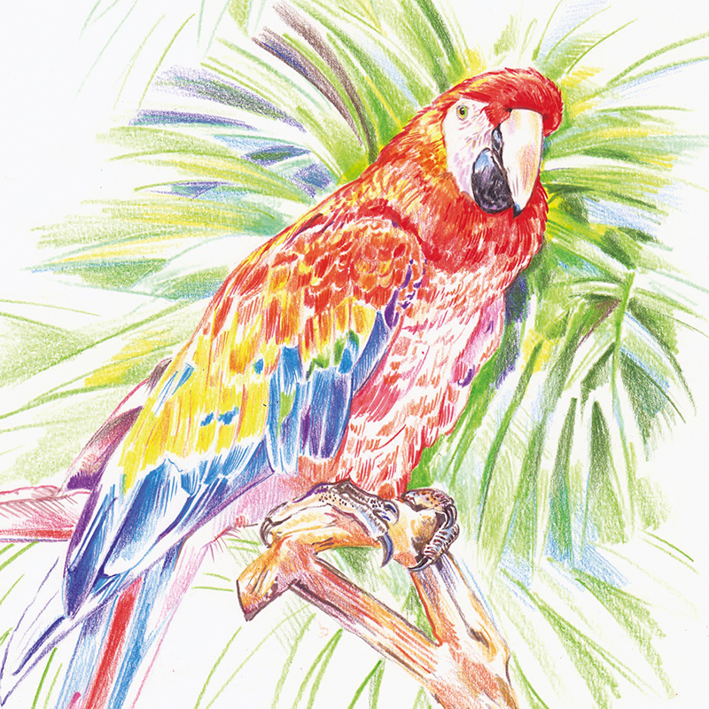parrot for colouring pencils swash – Eastpoint Global Ltd