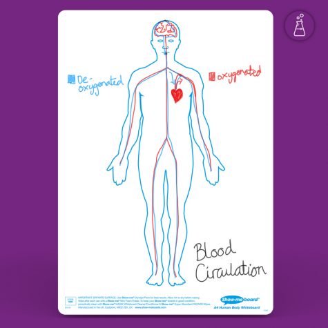A4 Human Body Drywipe Boards – Eastpoint Global Ltd