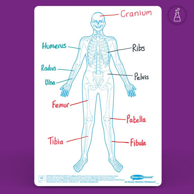 A4 Human Skeleton Drywipe Boards – Eastpoint Global Ltd