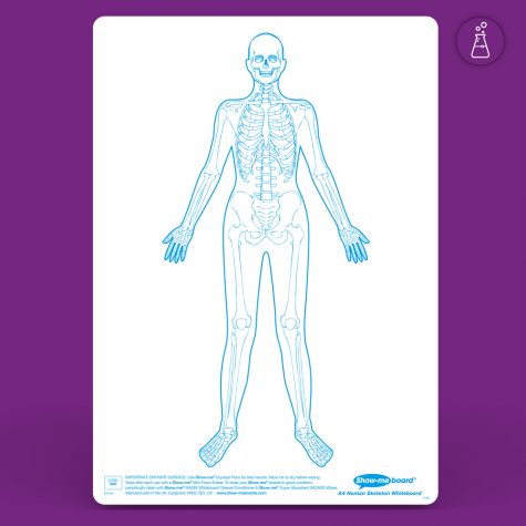 A4 Human Skeleton Drywipe Boards – Eastpoint Global Ltd